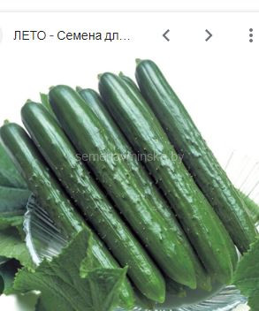 Купить семена почтой Минск